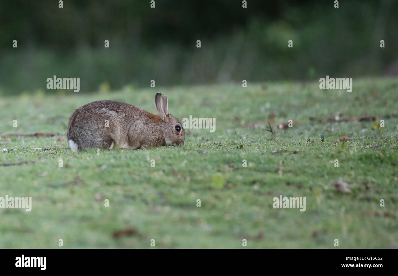 European Wild Rabbit (oryctolagus cuniculus Stock Photo - Alamy
