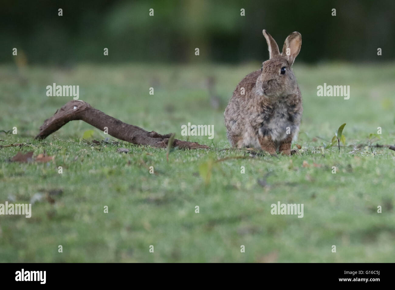 European Wild Rabbit (oryctolagus cuniculus Stock Photo - Alamy