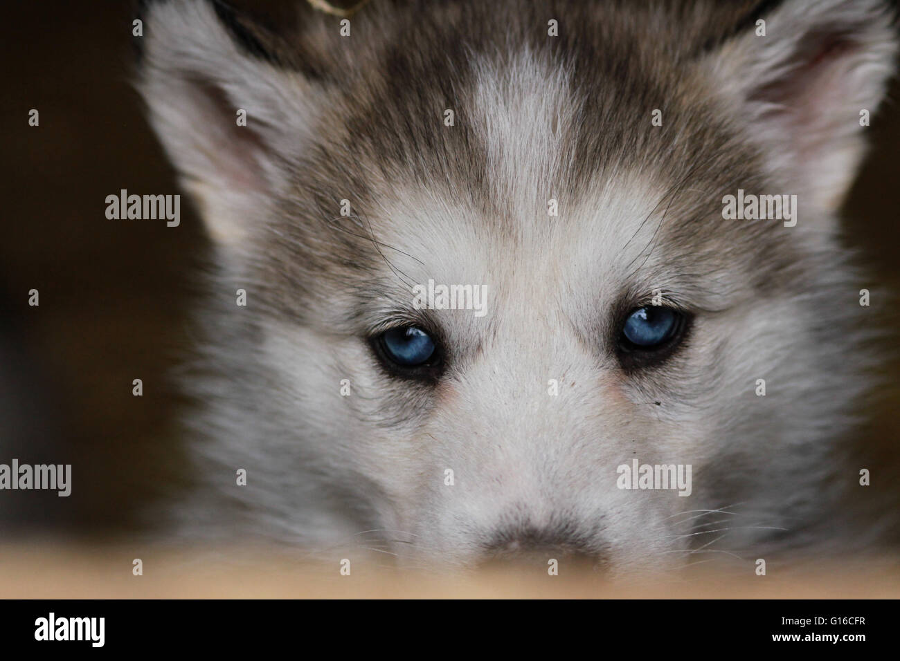 A baby siberian husky pup Stock Photo - Alamy