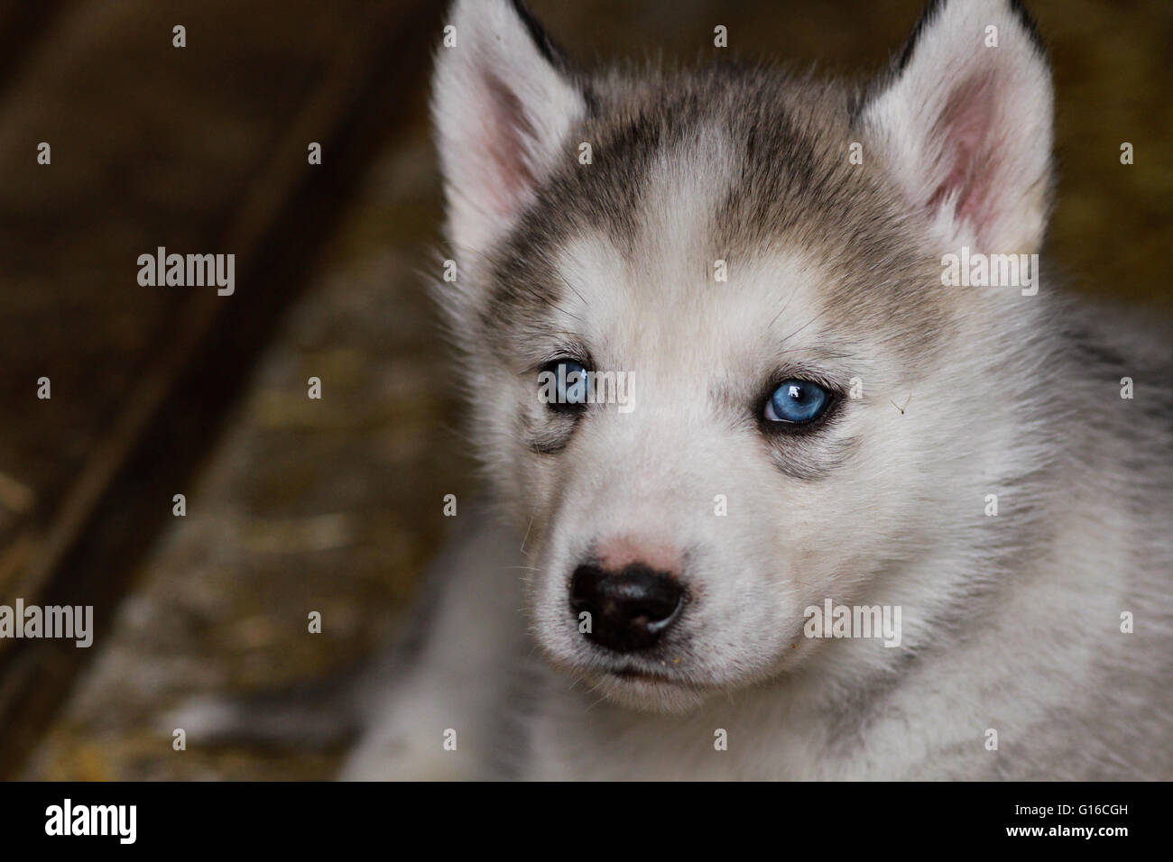 A baby siberian husky pup Stock Photo - Alamy
