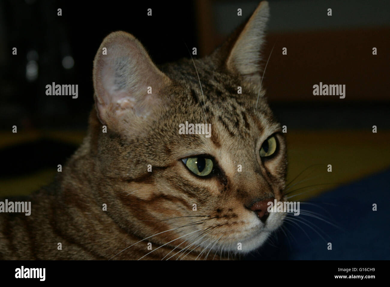 Male Bengal Cat, Feline hybrid (Felis catus × Prionailurus bengalensis ...