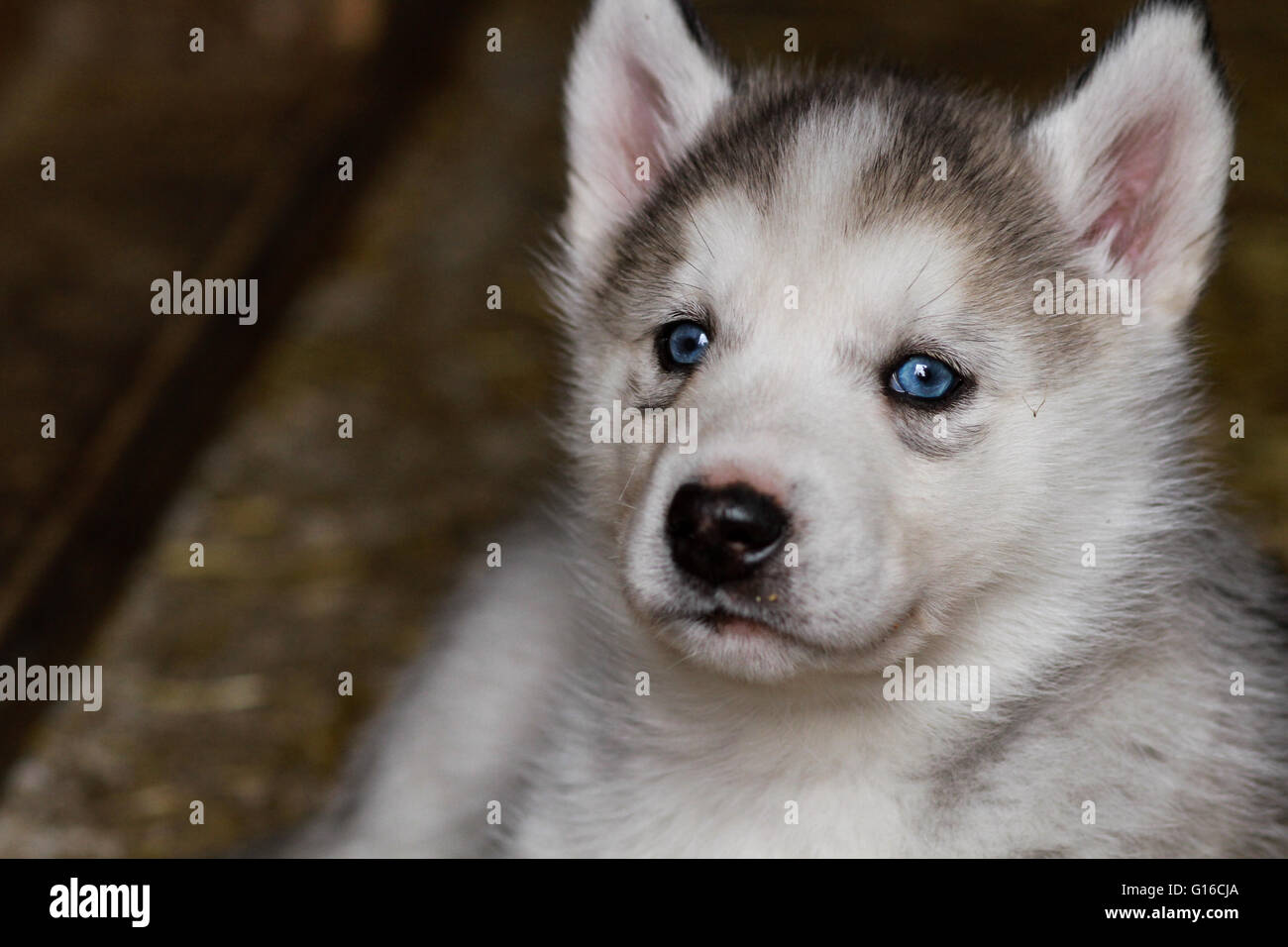 A baby siberian husky pup Stock Photo - Alamy