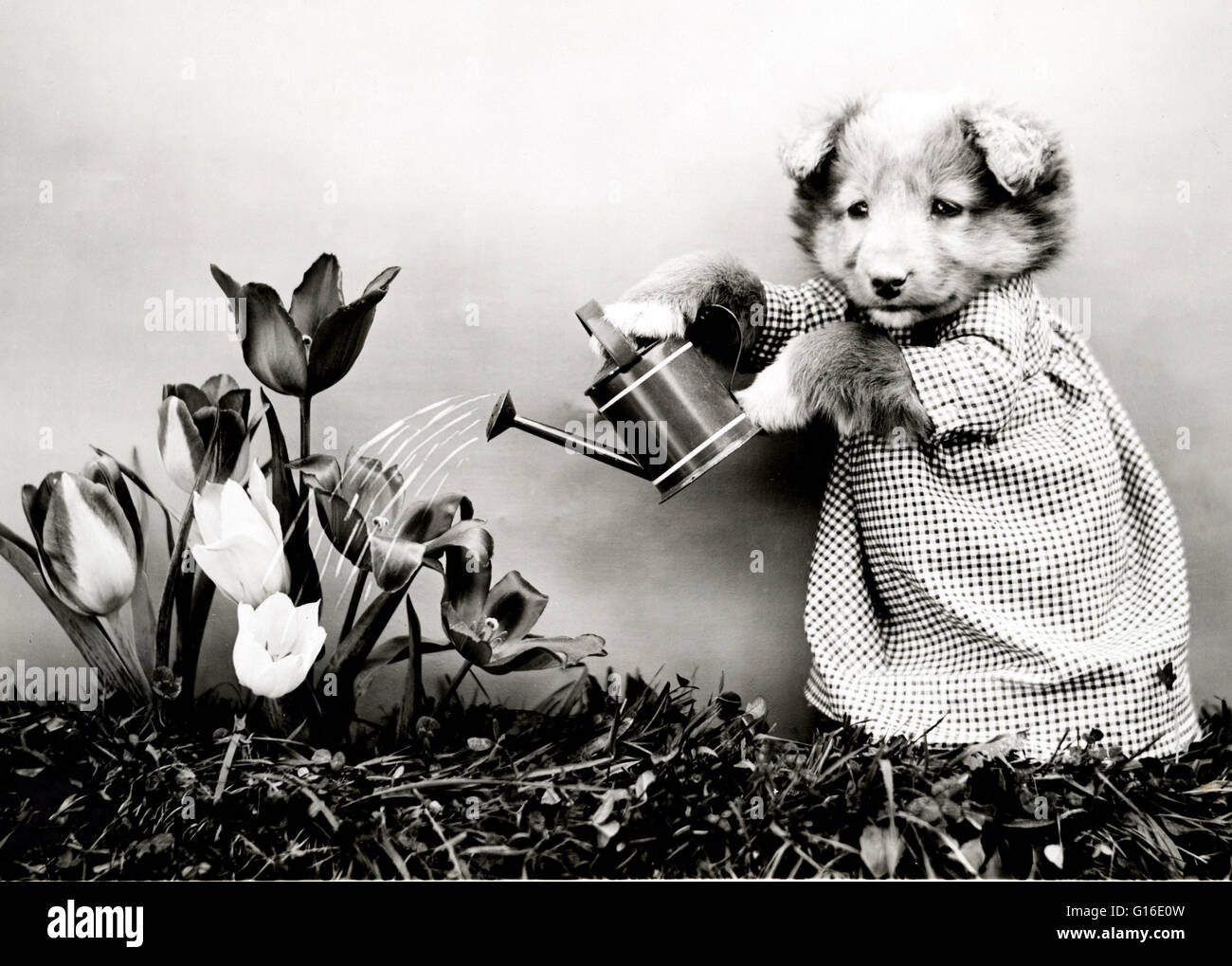 Entitled: "Watering the flowers" shows a puppy wearing a dress and ...
