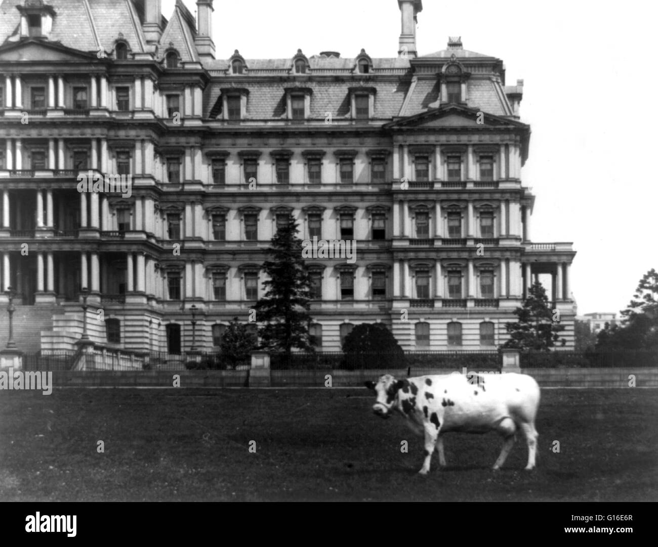 William howard taft cow hi-res stock photography and images - Alamy