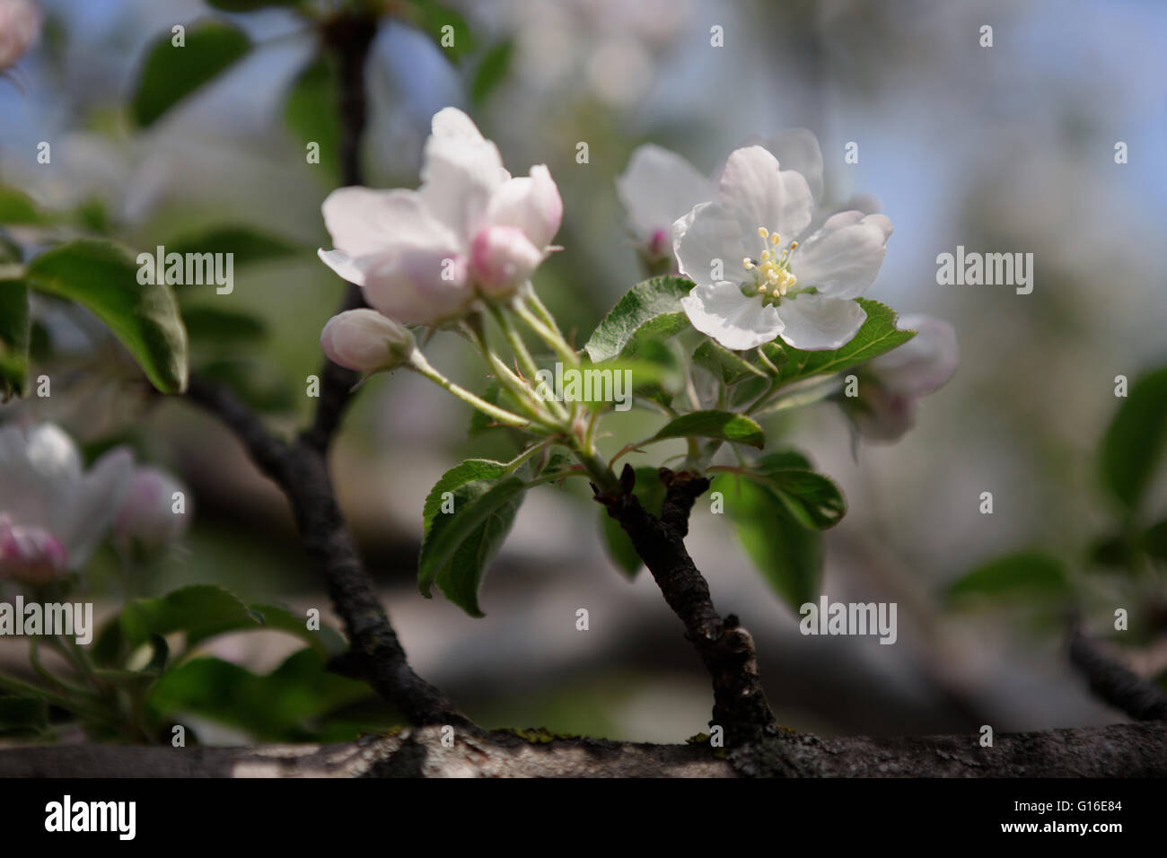 blooming branch of apple tree in spring Stock Photo - Alamy