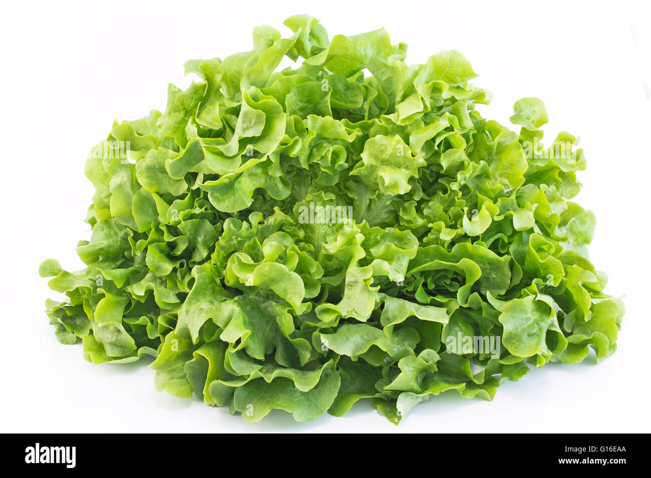 Fresh oak leaf lettuce isolated hi-res stock photography and images - Alamy