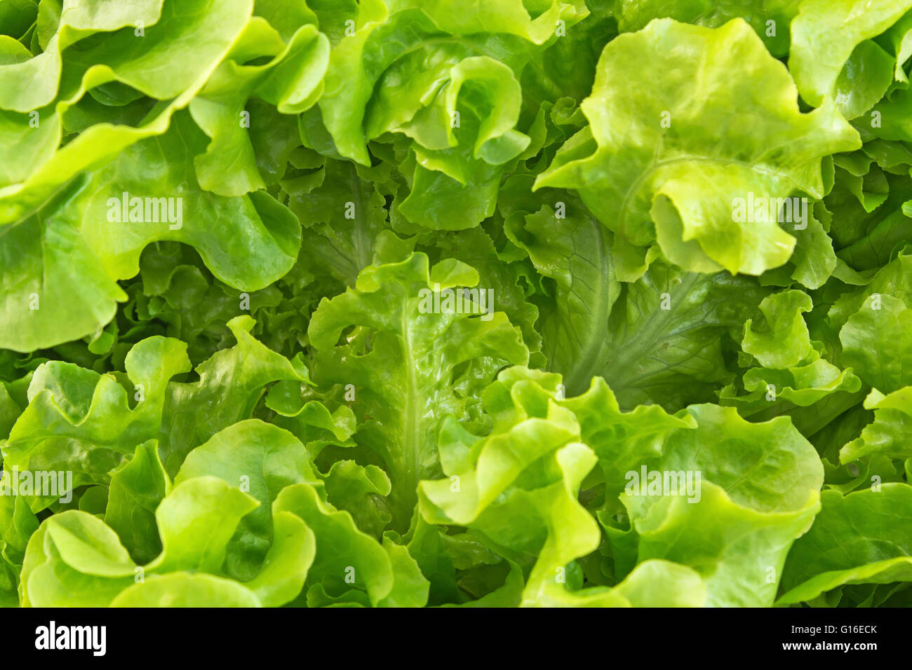 Oak leaf lettuce closeup as background Stock Photo - Alamy
