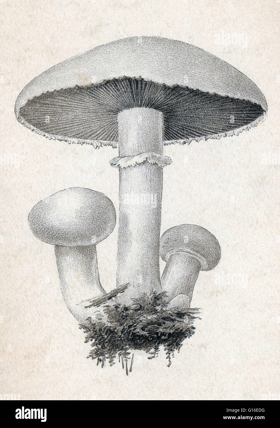 Agaricus Drawing