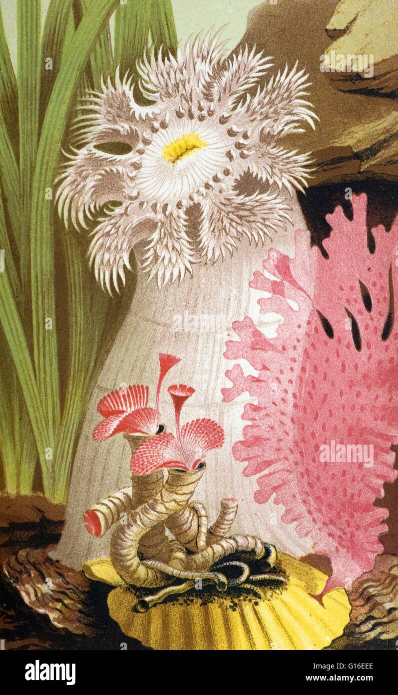 Sea anemone illustration hi-res stock photography and images - Alamy