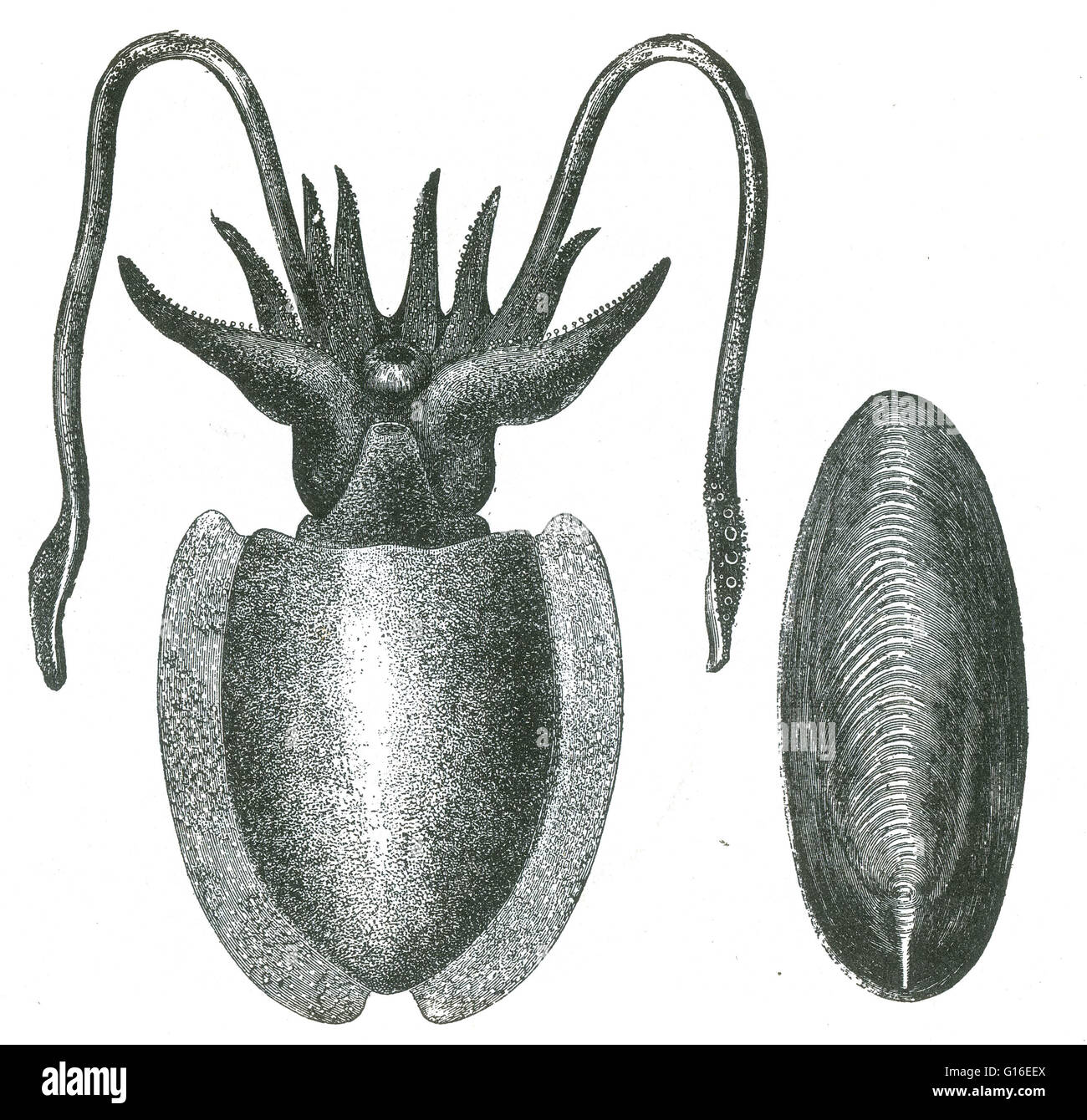 Cuttlefish internal shell Cut Out Stock Images & Pictures - Alamy