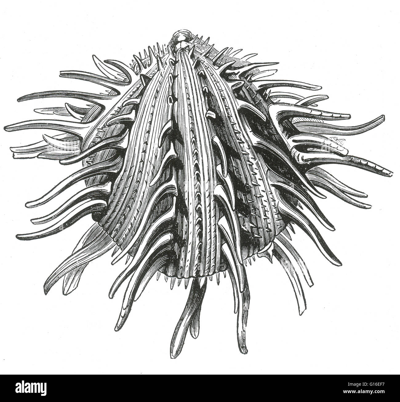 Spiny oyster spondylus Cut Out Stock Images & Pictures - Alamy