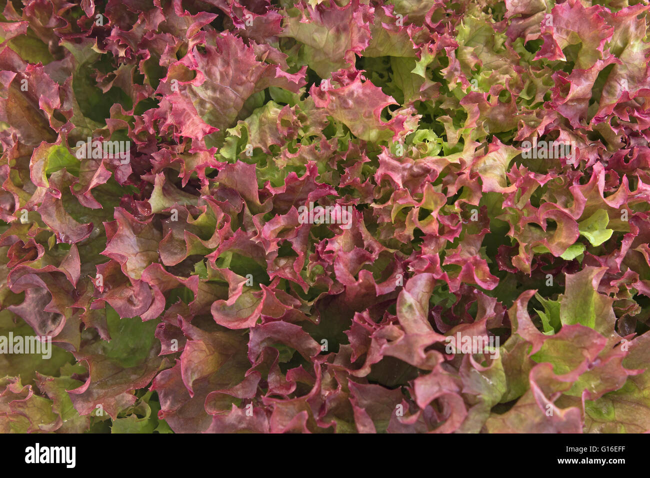Lola rosa lettuce hi-res stock photography and images - Alamy