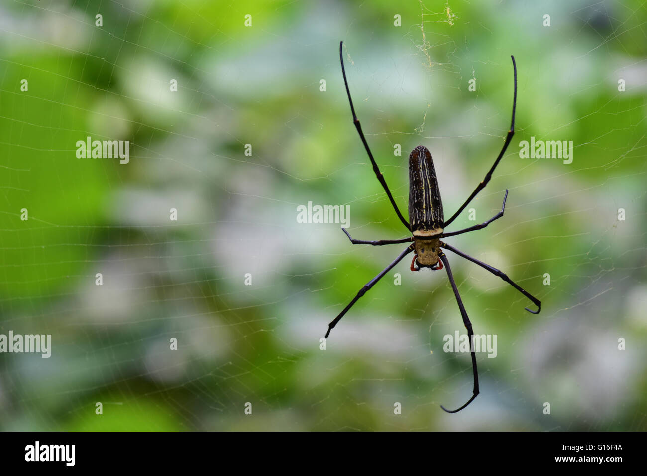 Golden Orb Web Spider Stock Photo - Alamy