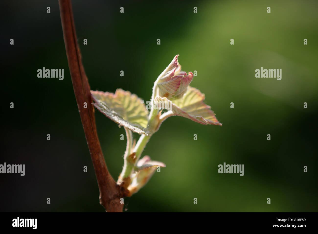 Bud after rain hi-res stock photography and images - Alamy