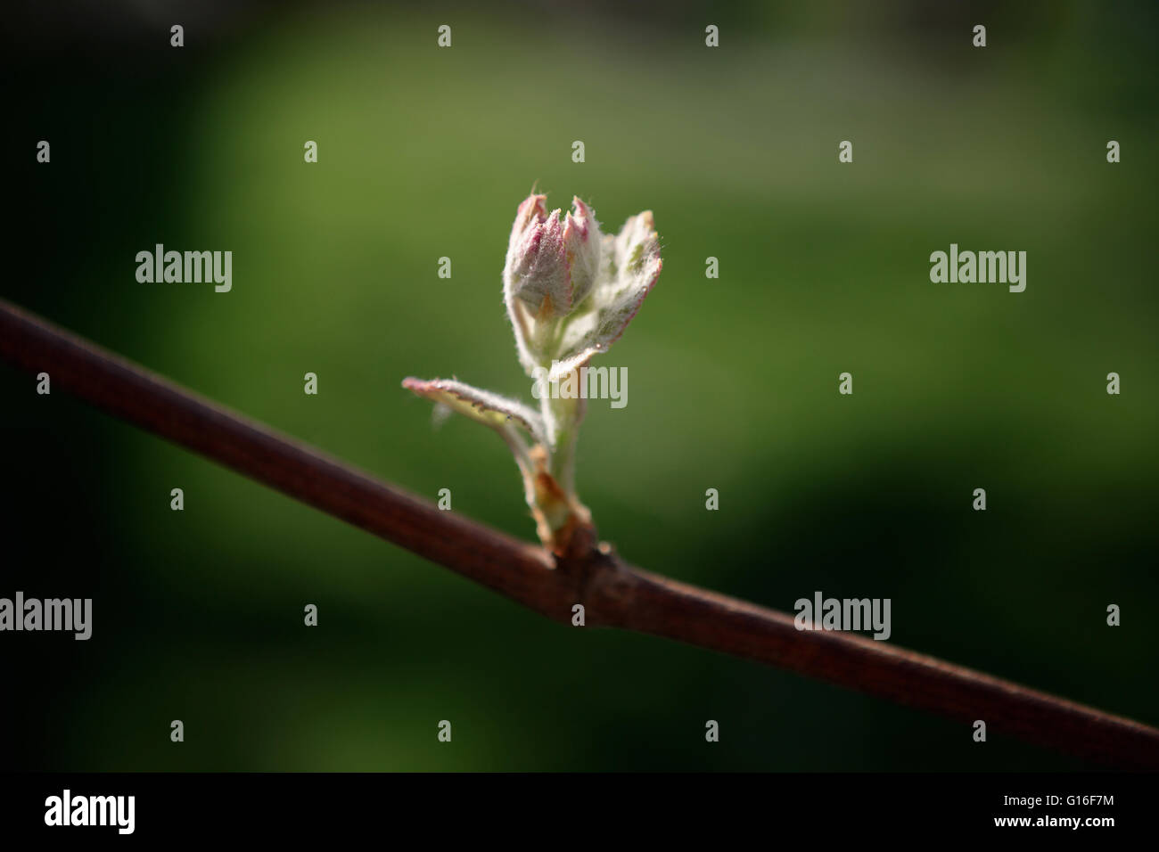 Grapes in early spring bud, after rain Stock Photo - Alamy