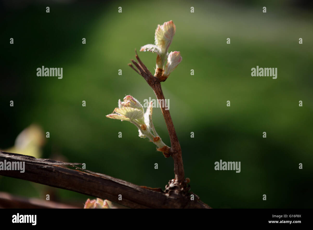 Patch bud hi-res stock photography and images - Alamy