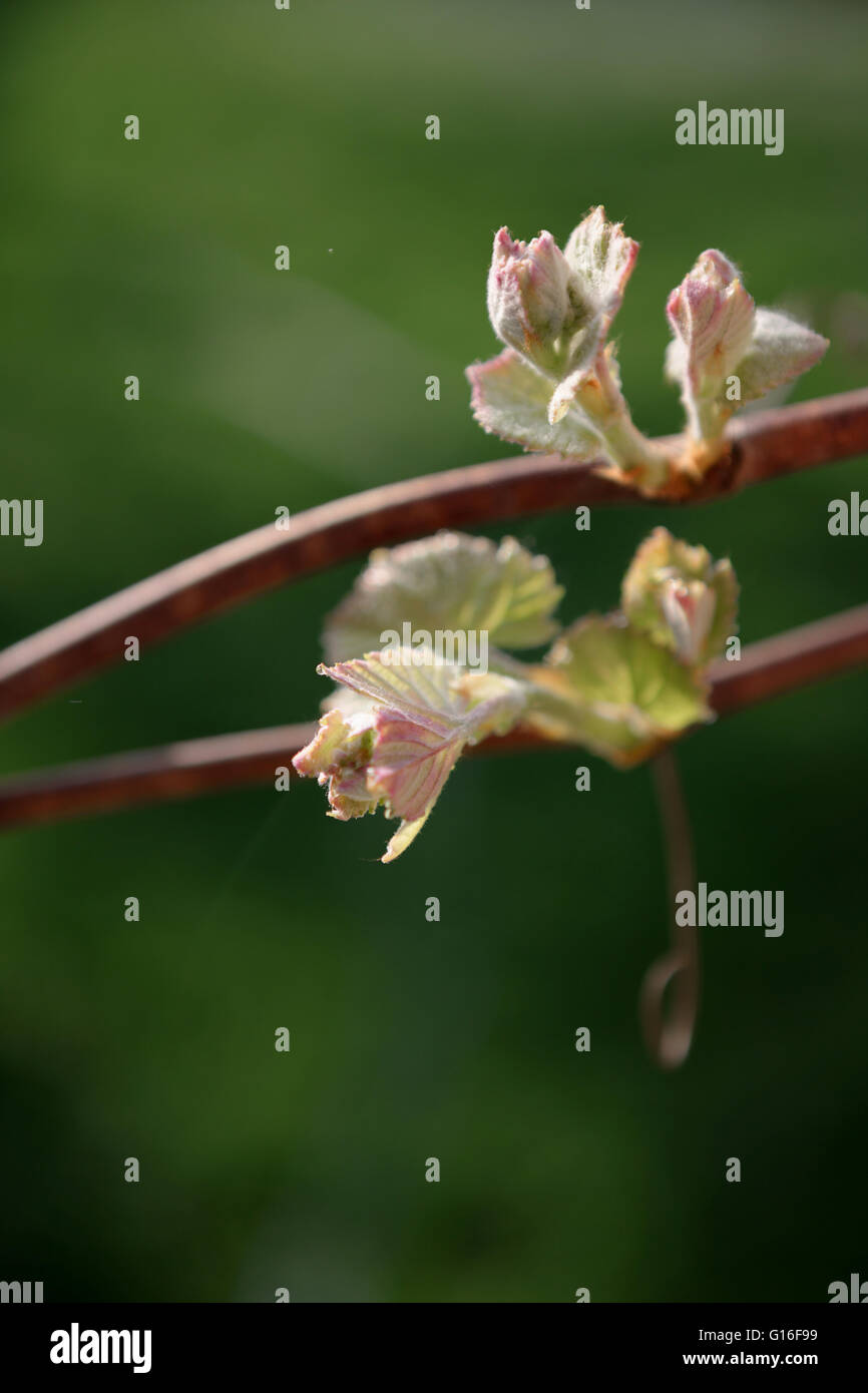 Grapes in early spring bud, after rain Stock Photo - Alamy