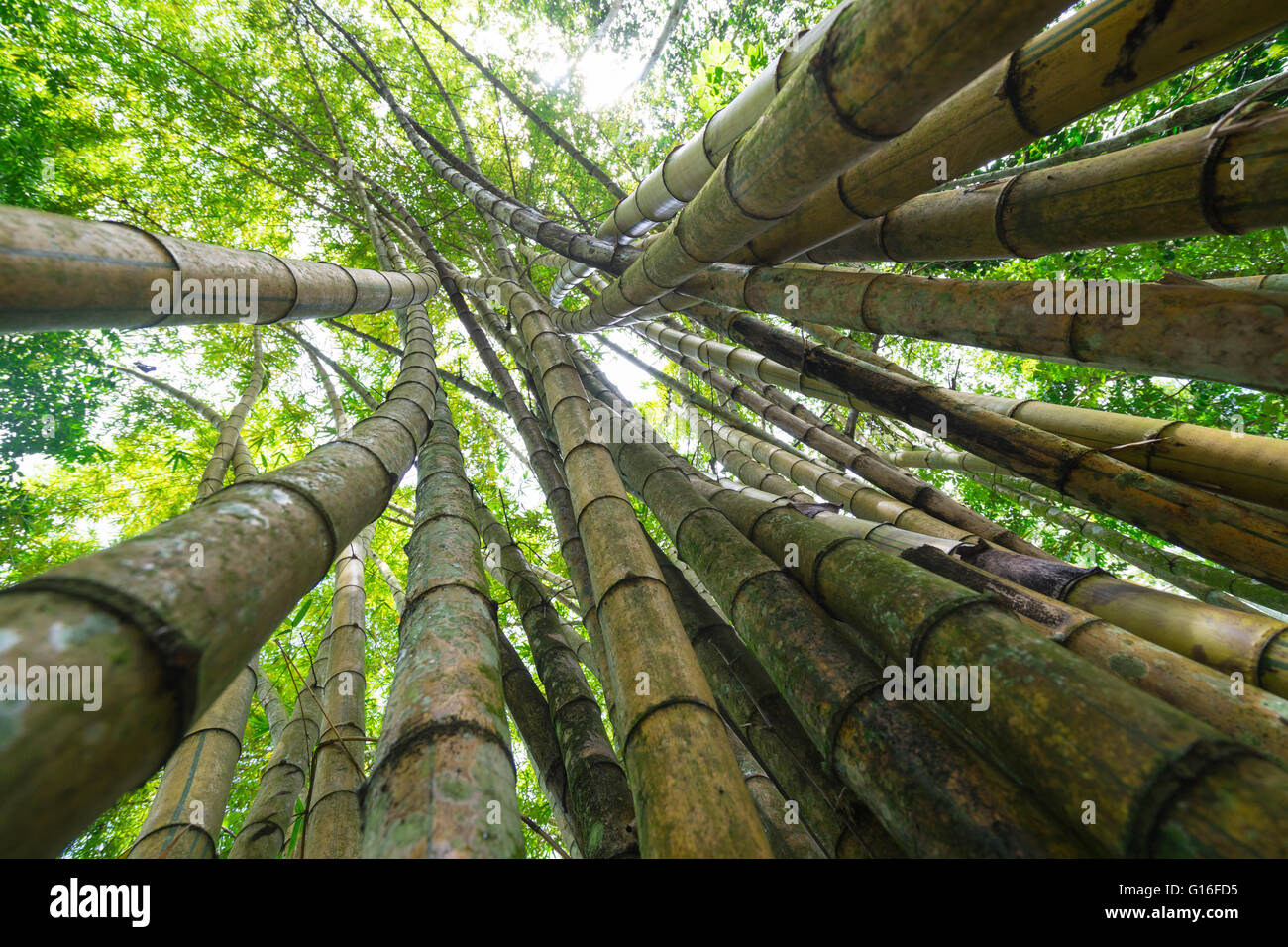 Tall bamboo culms curving up to the sky in forest of Osa Peninsula ...