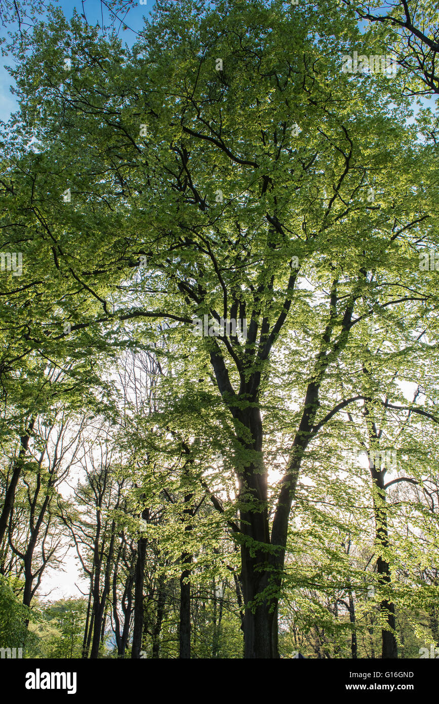 The big blue tree hi-res stock photography and images - Alamy