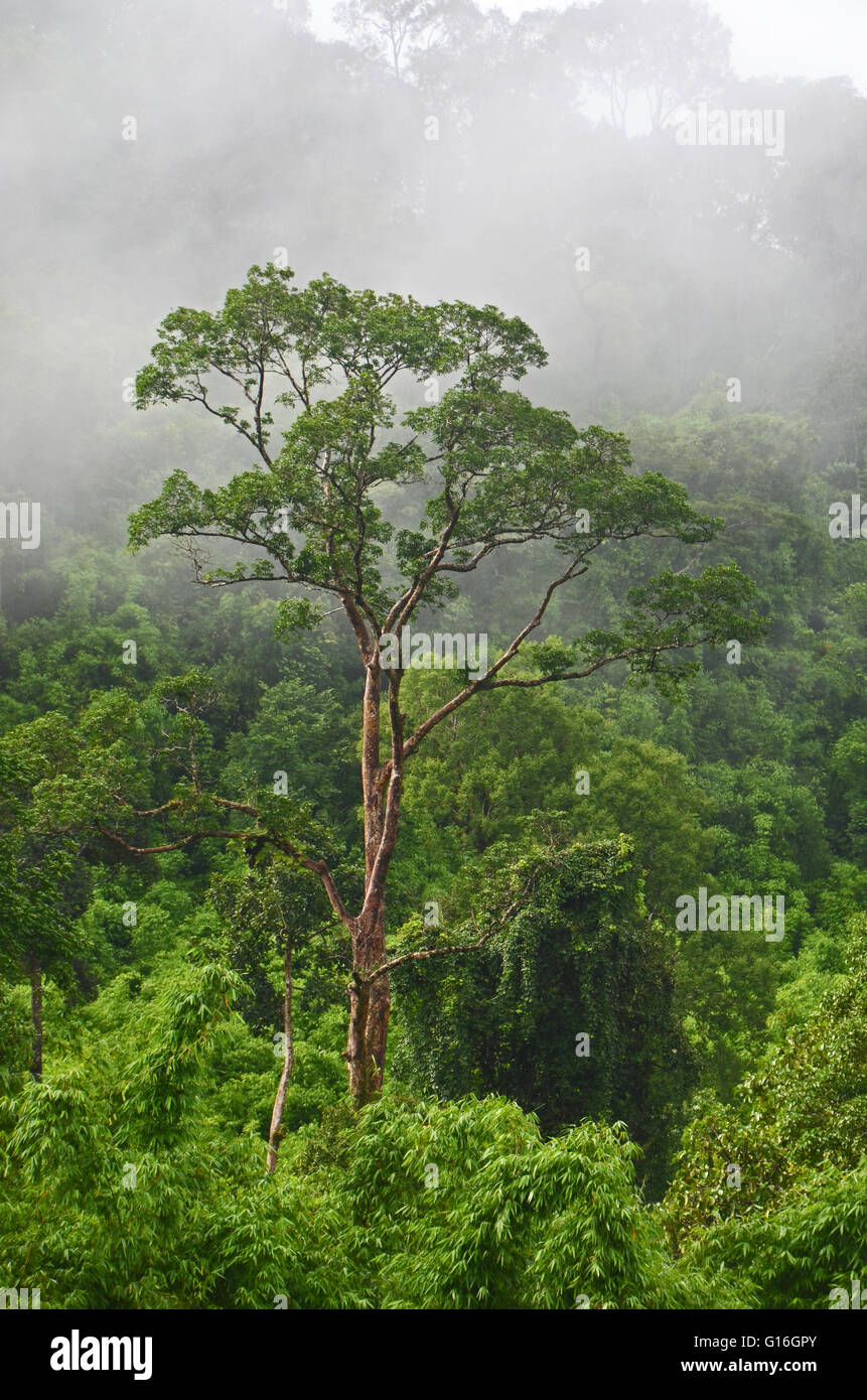 A tree emerges from jungle near Chi Phat, Cardamom Mountains, Cambodia ...