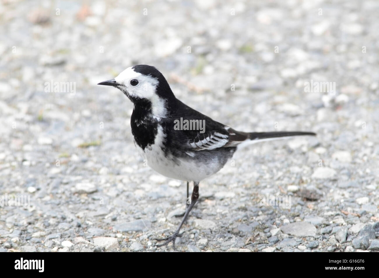 Urban wagtail hi-res stock photography and images - Alamy