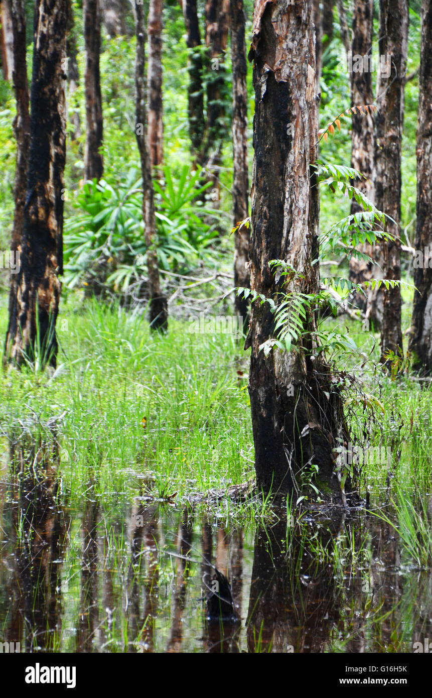 Cardamom tree hi-res stock photography and images - Alamy