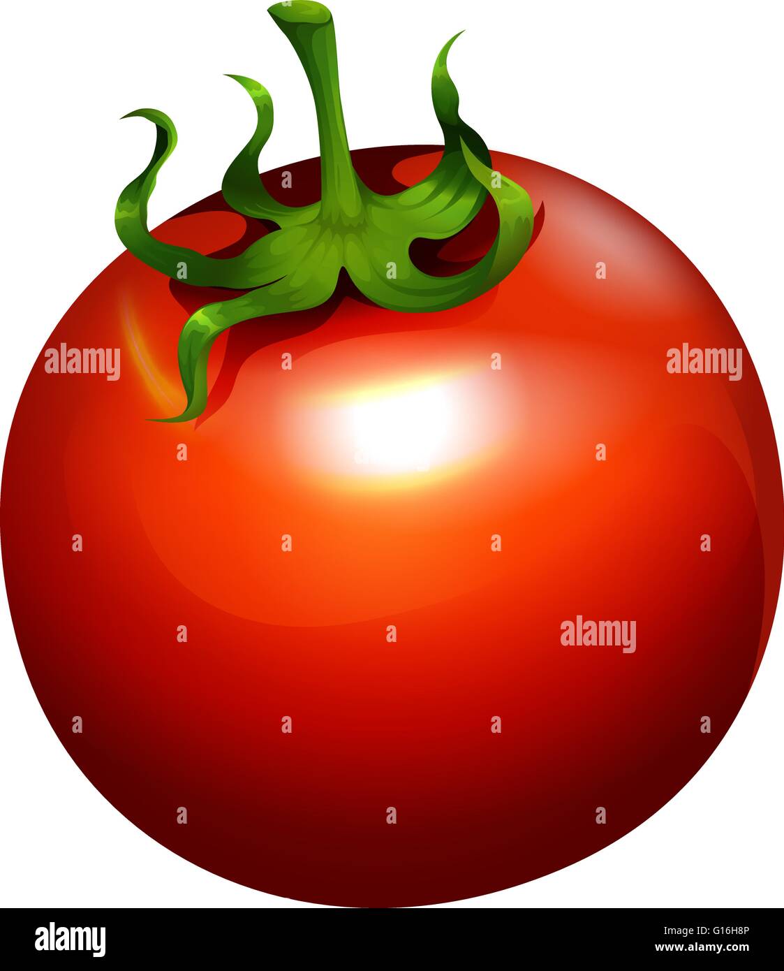 Fresh tomato with stem on illustration Stock Vector Image & Art - Alamy