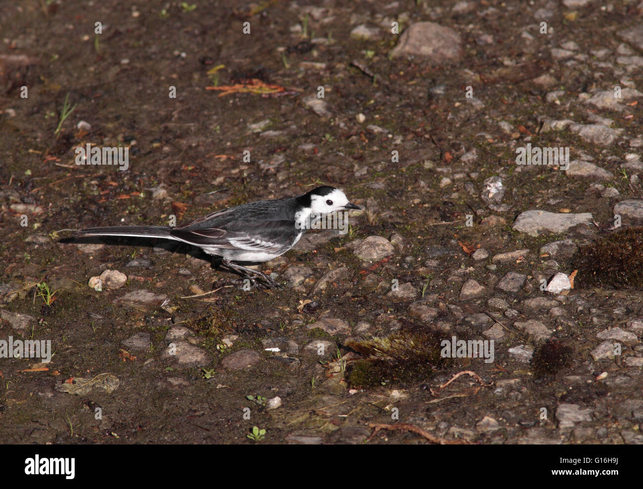 Urban wagtail hi-res stock photography and images - Alamy