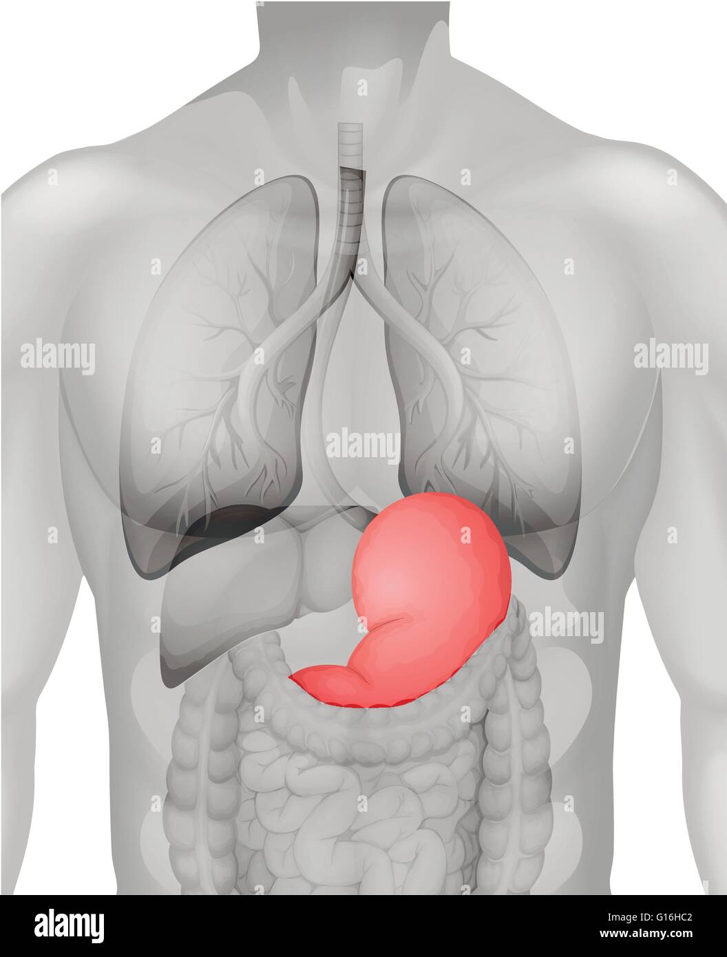 Human stomach diagram in detail illustration Stock Vector Image & Art ...