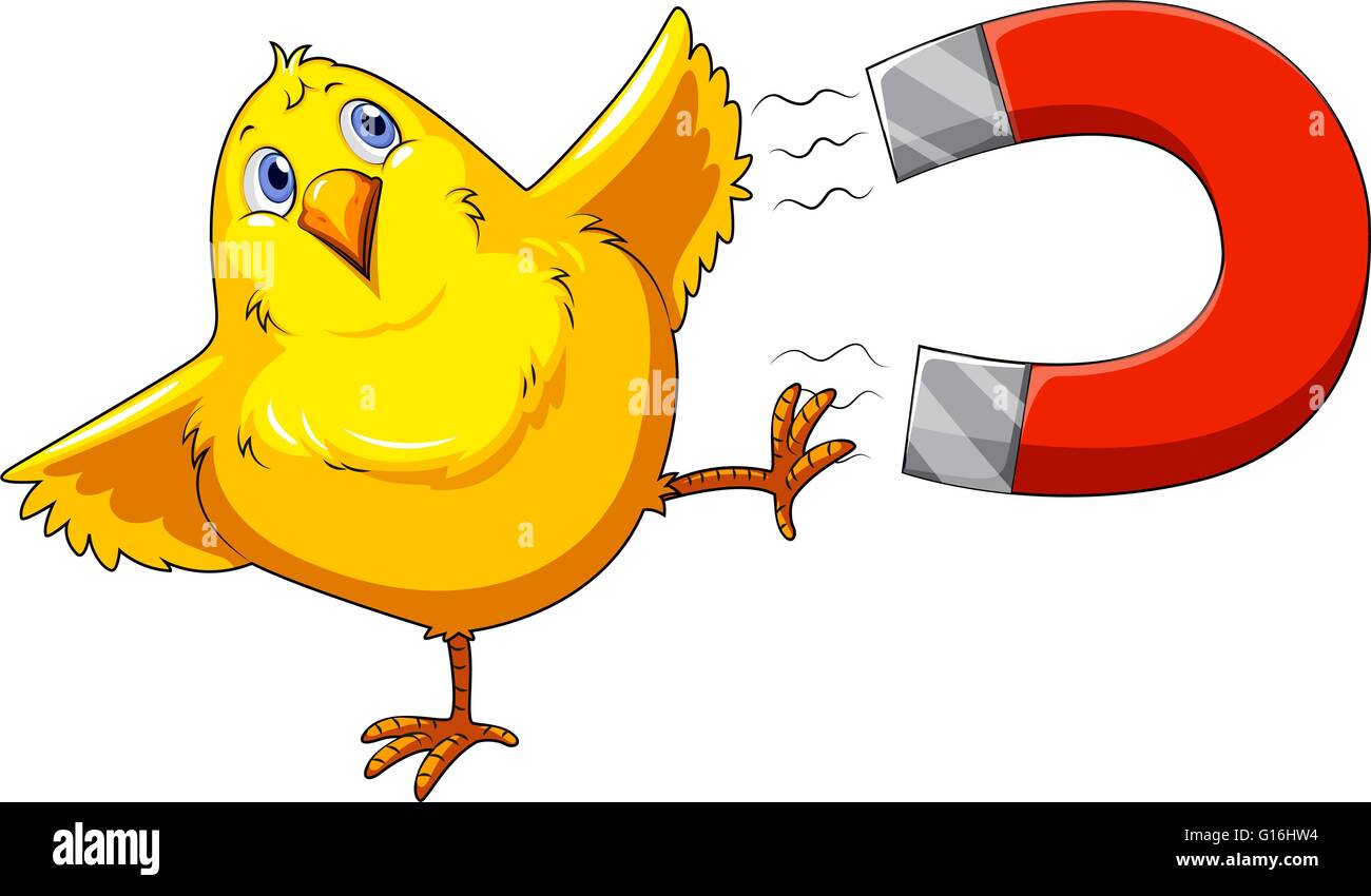 Magnet pulling little chick in Stock Vector Image & Art - Alamy