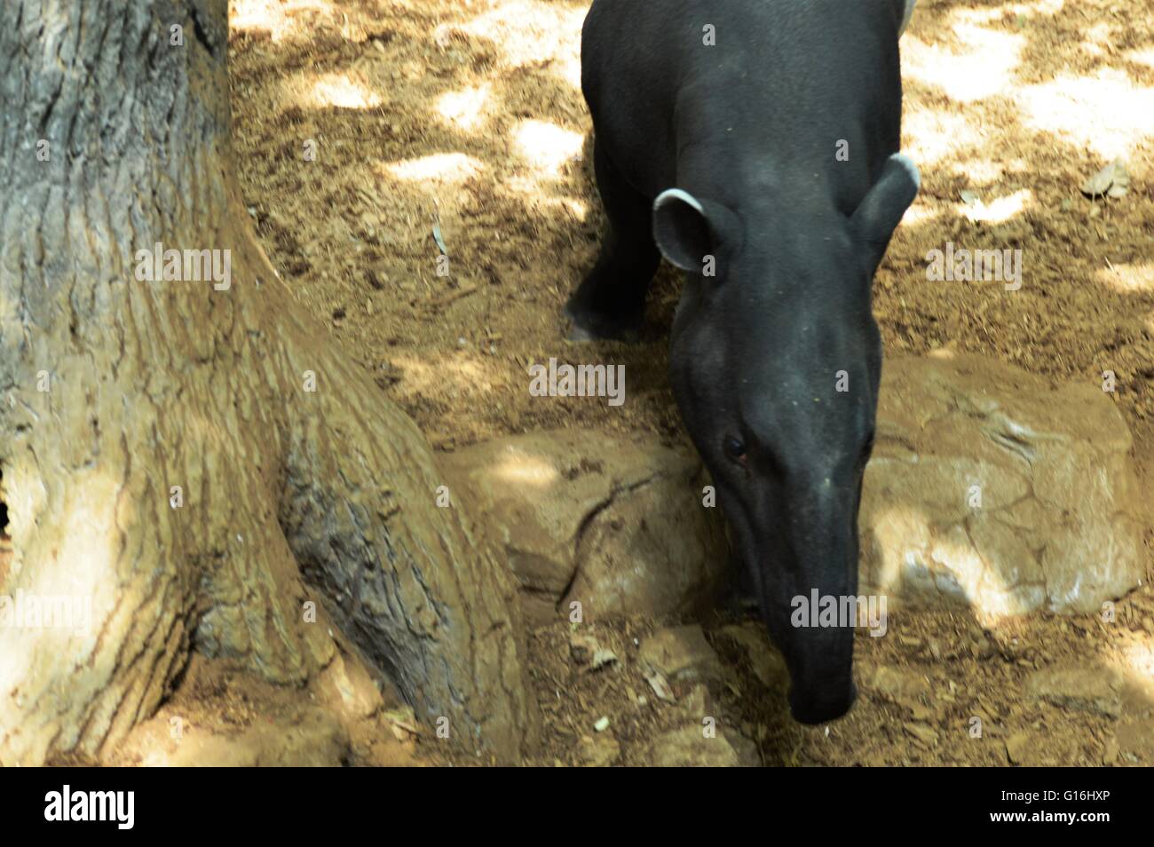Closeup tapir hi-res stock photography and images - Alamy