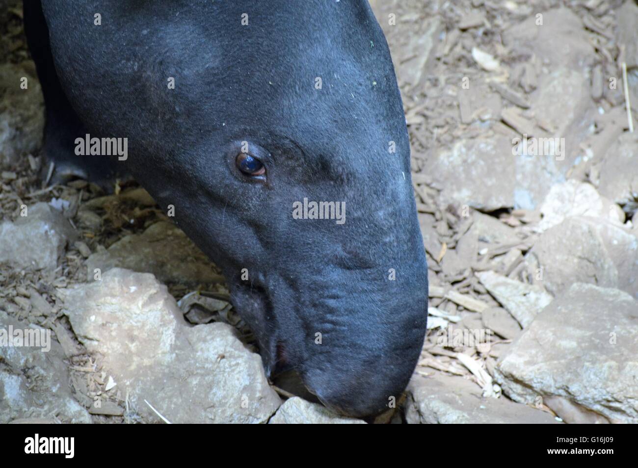 Closeup tapir hi-res stock photography and images - Alamy