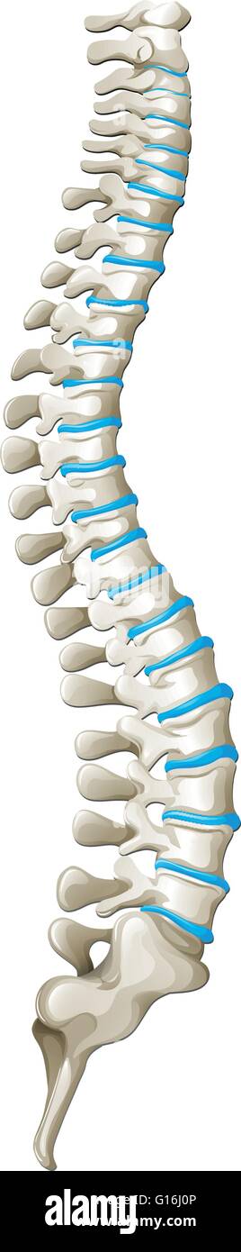 Spine diagram showing back pain illustration Stock Vector Image & Art ...