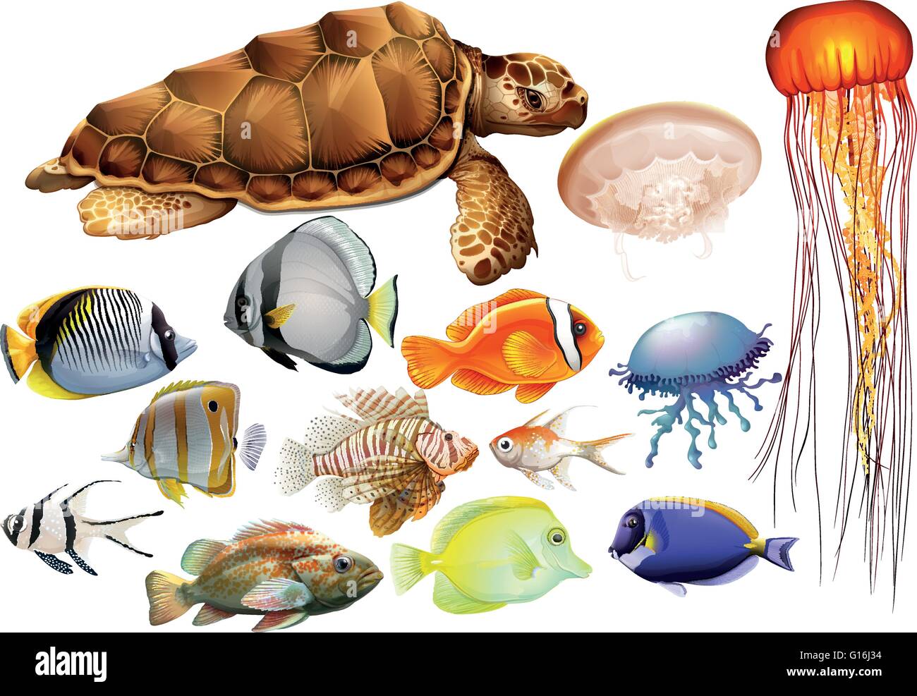 Different kind of sea animals illustration Stock Vector Image & Art - Alamy