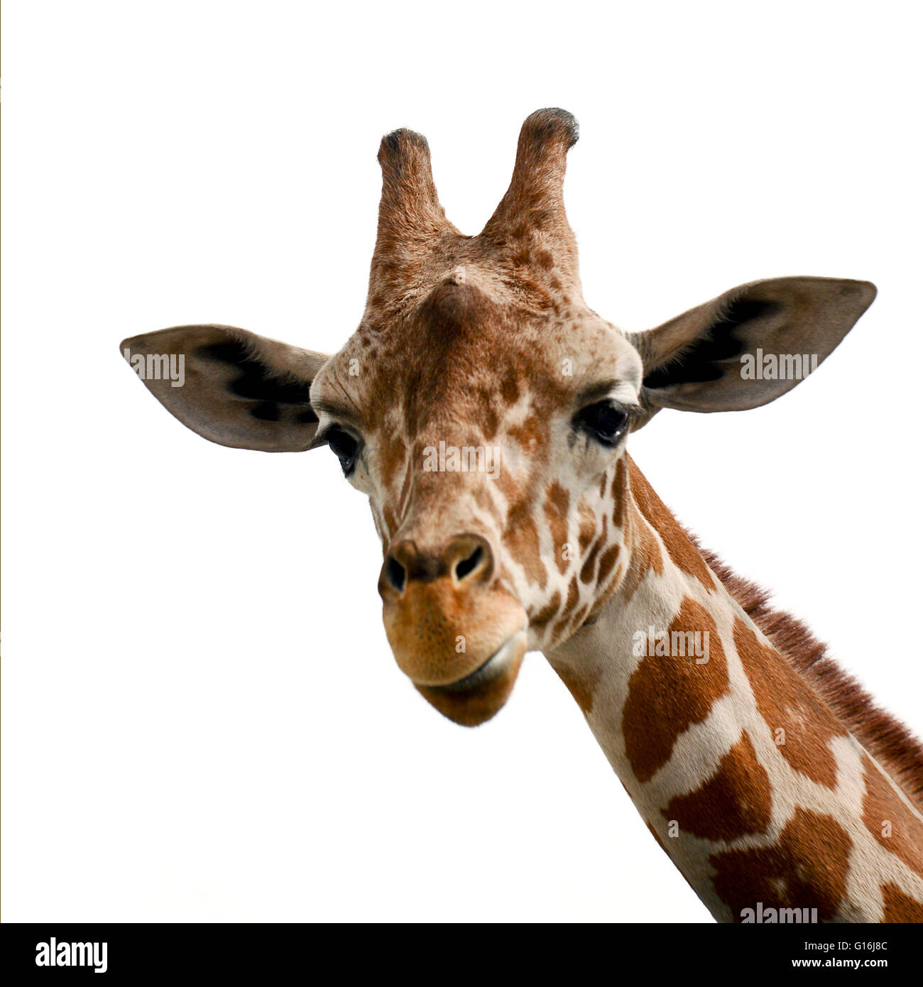 friGiraffe portrait white background Stock Photo - Alamy