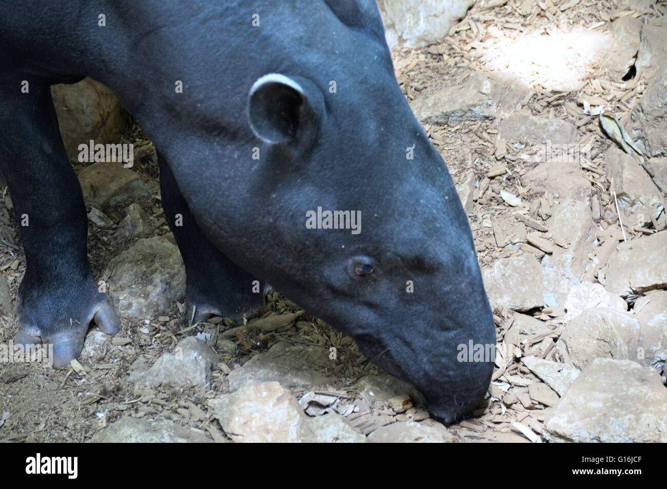 Tapir wildlife hi-res stock photography and images - Alamy