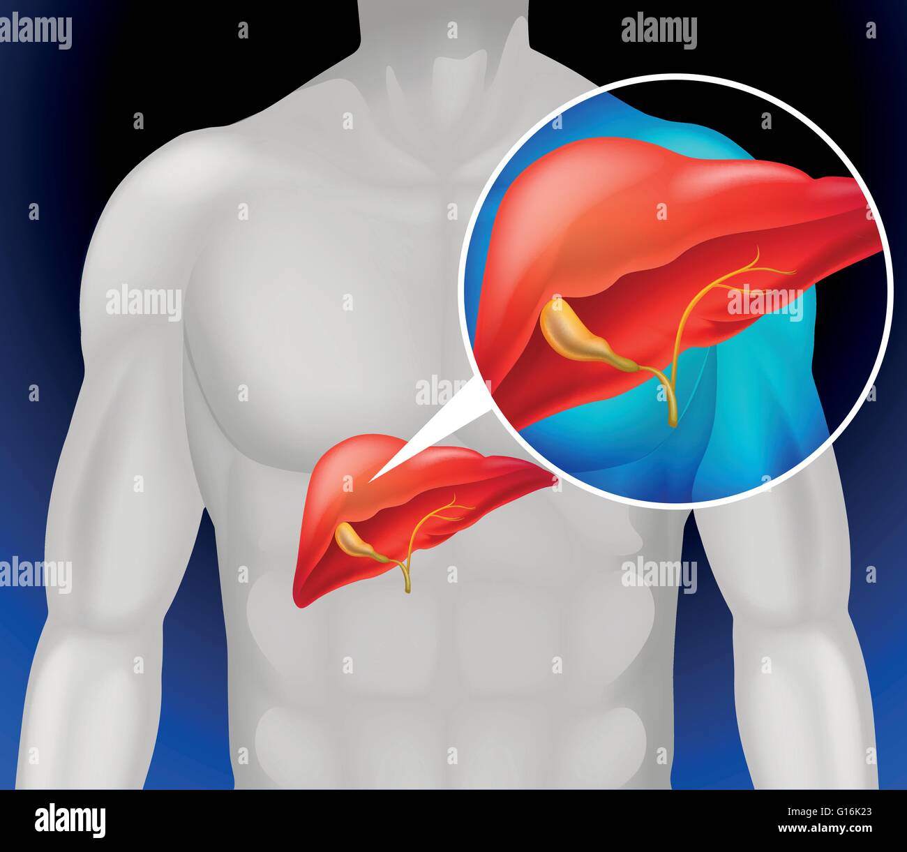 Liver Pain Location Diagram 4,917 Liver Pain Stock Vectors And Vector
