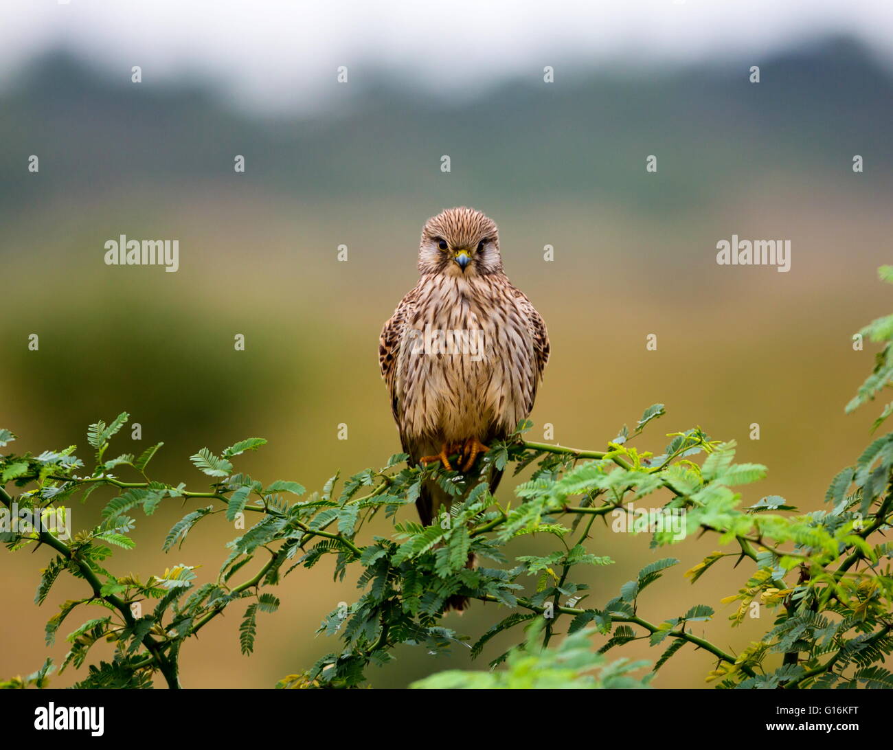 The common kestrel a bird of prey species belonging to the kestrel ...