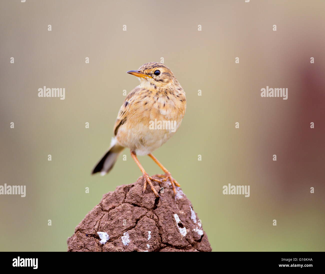 Siberian pipit hi-res stock photography and images - Alamy