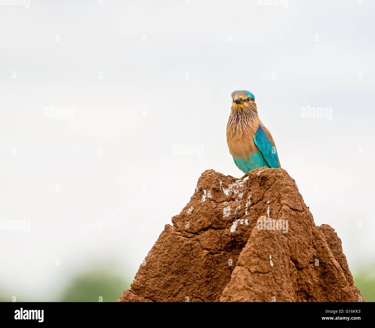 Indian Roller perched looking for a opportunity for catching insects ...