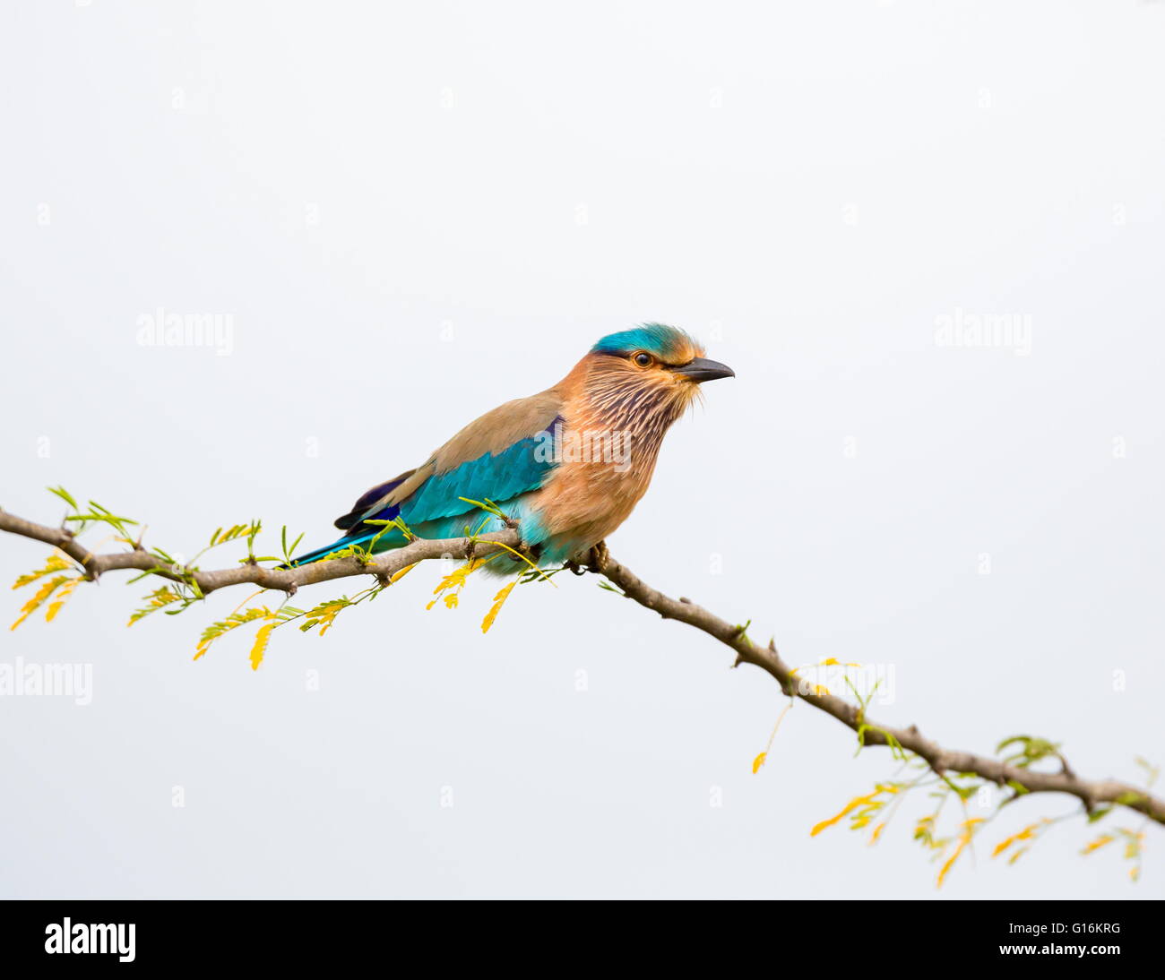 Incredible insects hi-res stock photography and images - Alamy