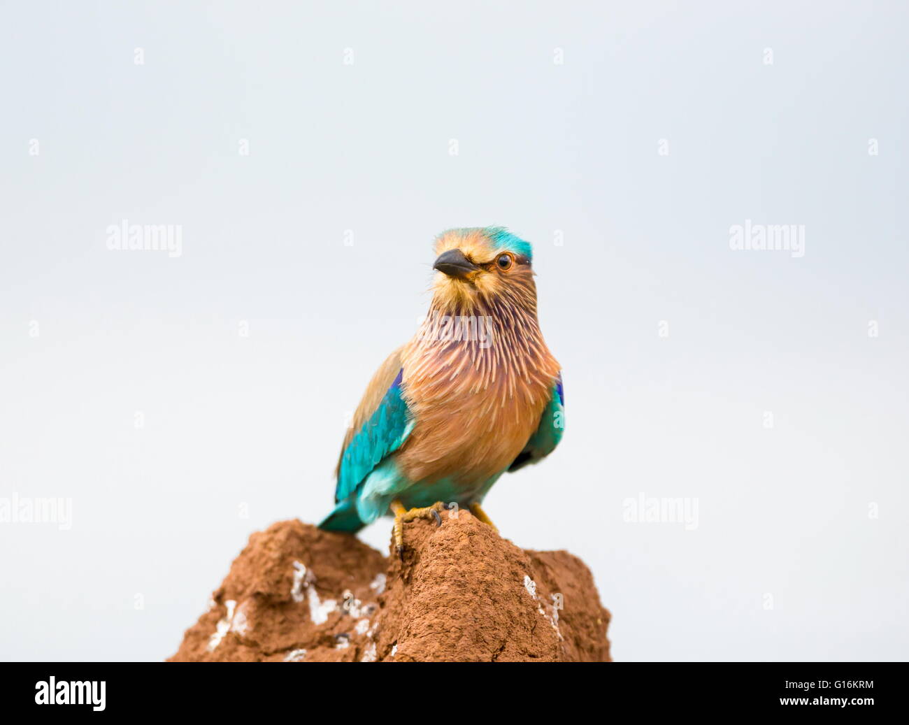 Incredible insects hi-res stock photography and images - Alamy
