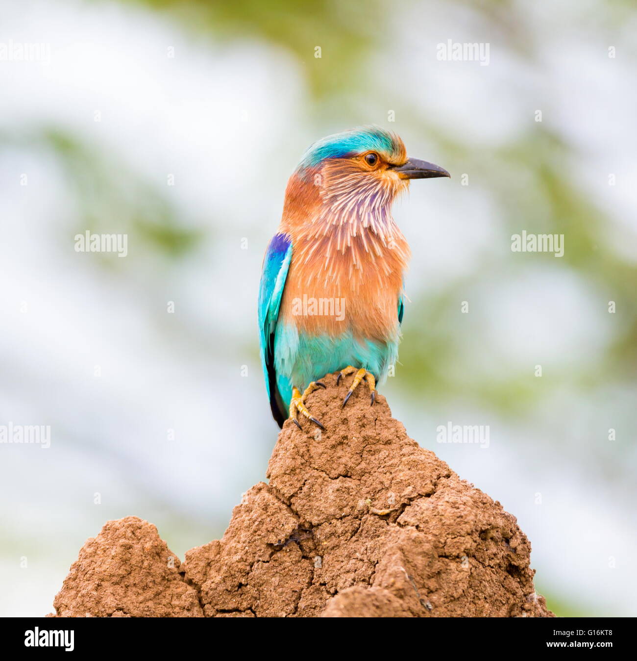 Incredible insects hi-res stock photography and images - Alamy