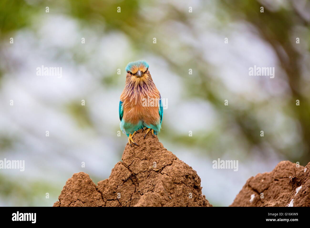 Indian Roller perched looking for a opportunity for catching insects ...