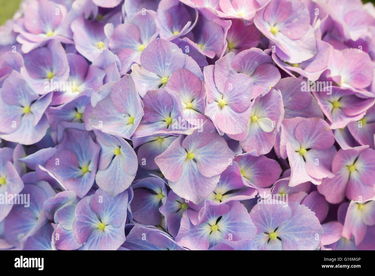 Close up beautiful hydrangea flower Stock Photo - Alamy