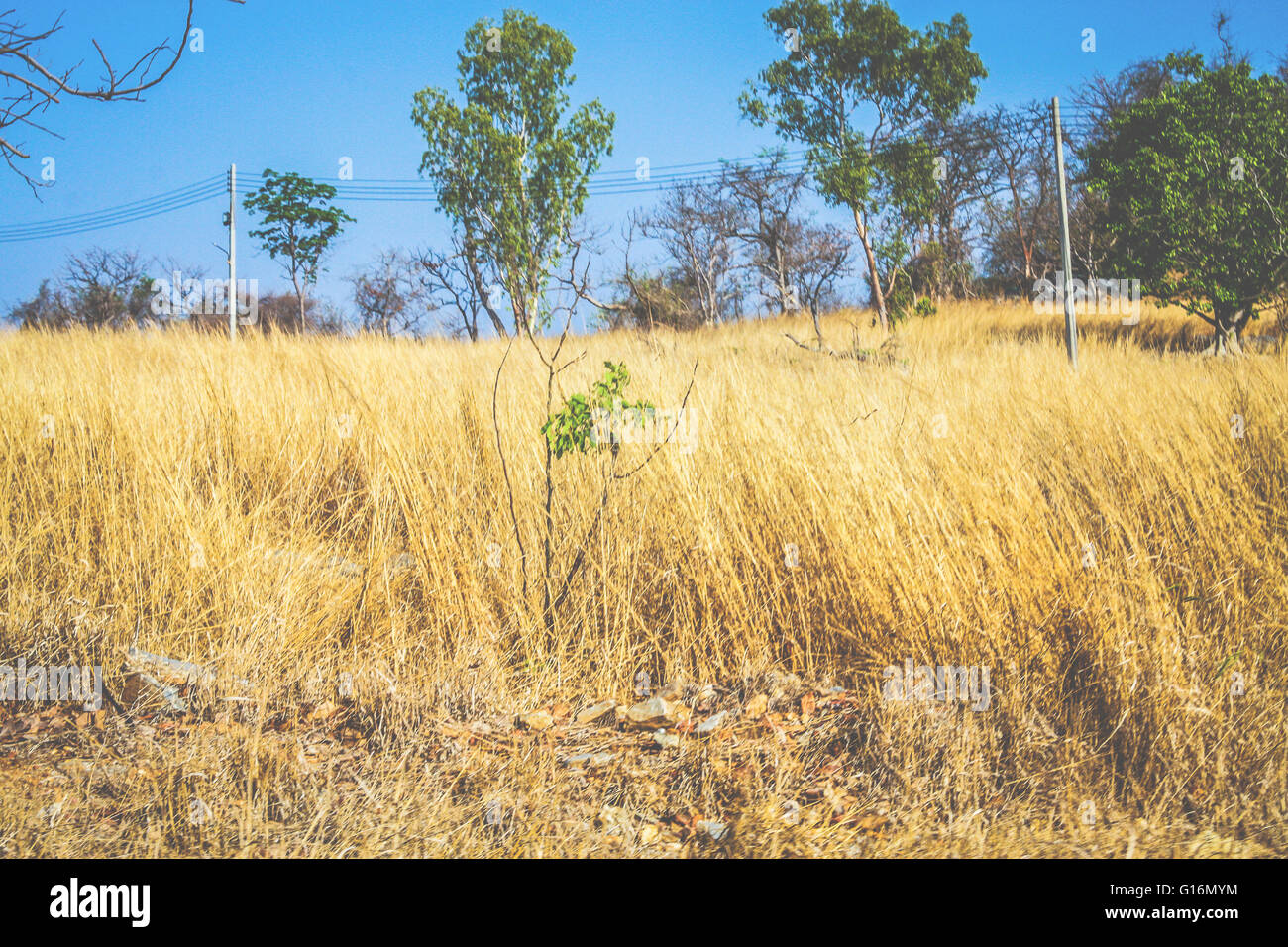 Neighborhood meadow hi-res stock photography and images - Alamy