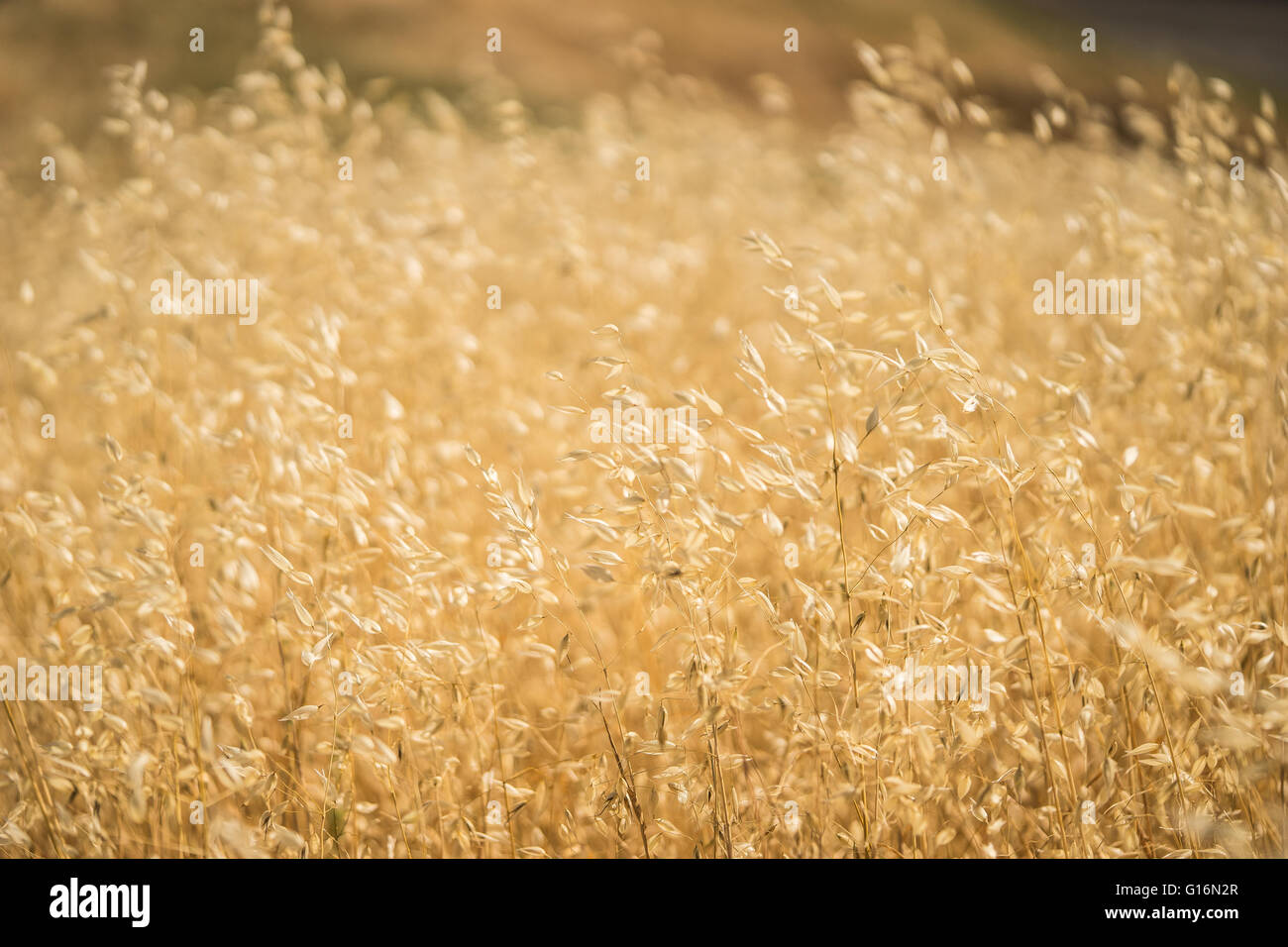 Golden yellow grasses grow in a sun lit field in southern California ...