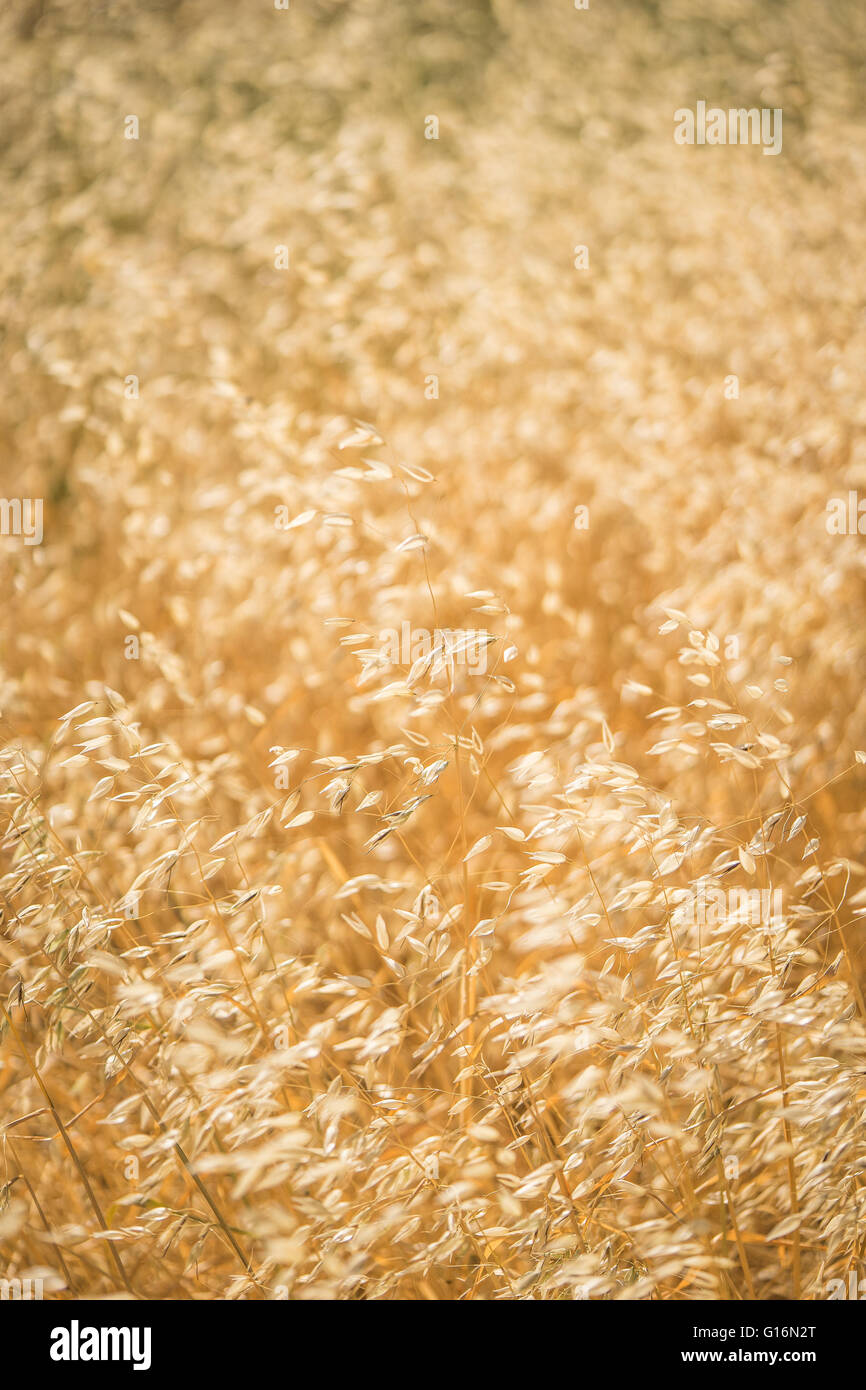 Grasses grow gold in meadow of southern California Stock Photo - Alamy