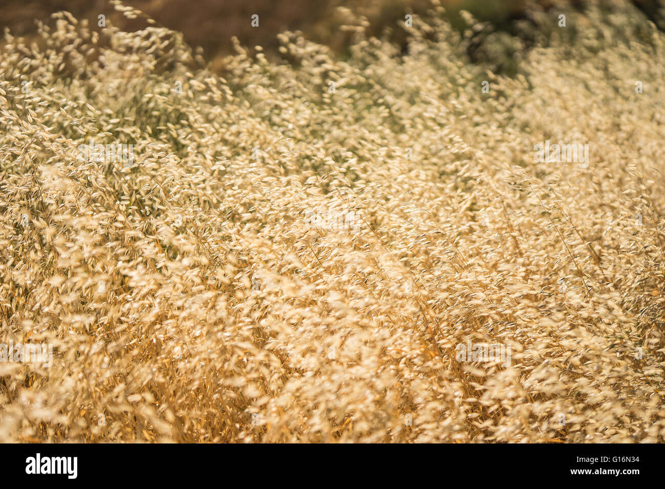Field of golden grass blows in the breeze of southern California Stock ...