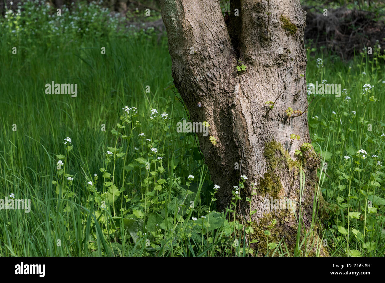 A patch of Garlic Mustard with a tree trunk Stock Photo - Alamy